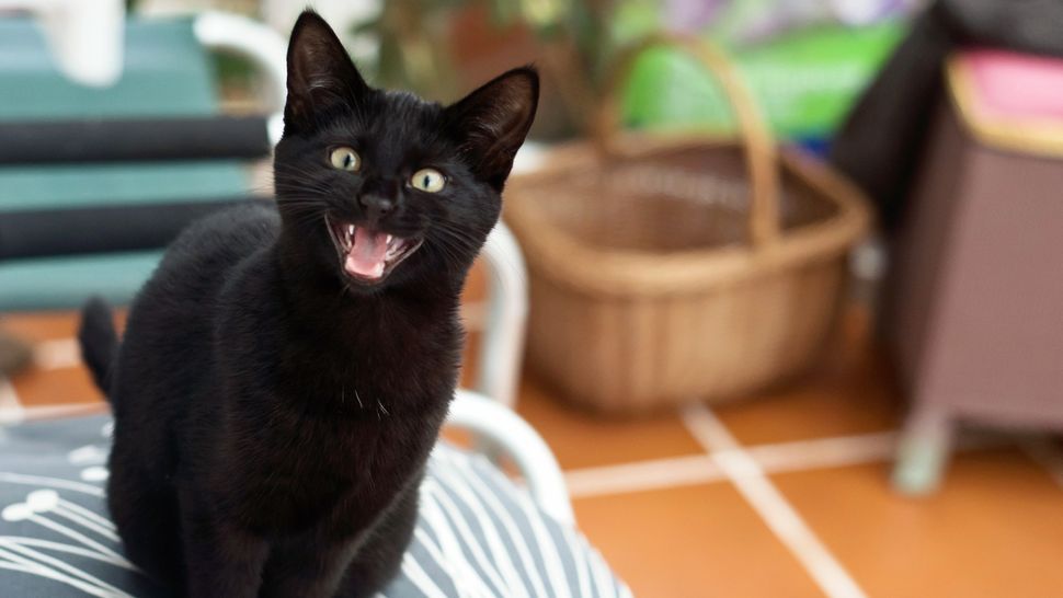 Cat Communication Explained Five Important Things Your Feline Is