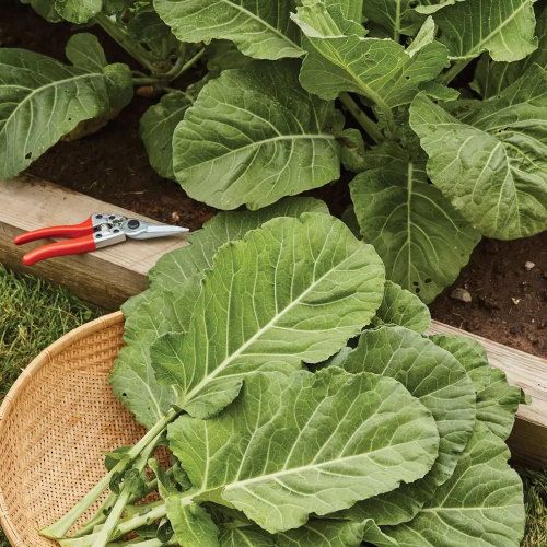 Vegetables to plant in September - 7 great crops to consider | Homes ...
