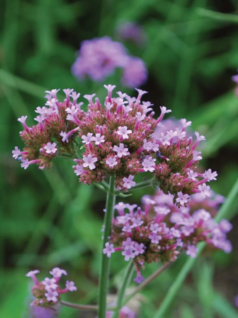 growing verbena from seed: and expert advice on how to sow | Homes and ...