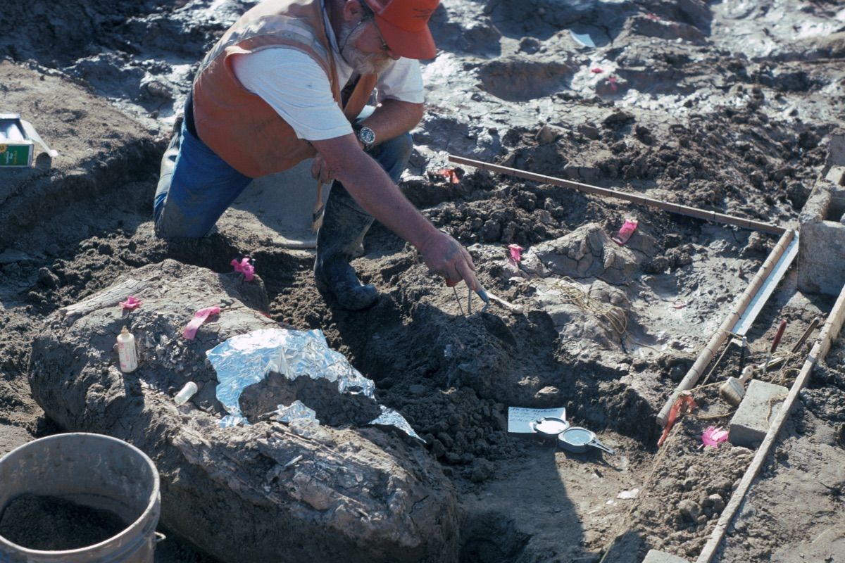 In Photos: 130,000-Year-Old Evidence of Humans in California | Live Science