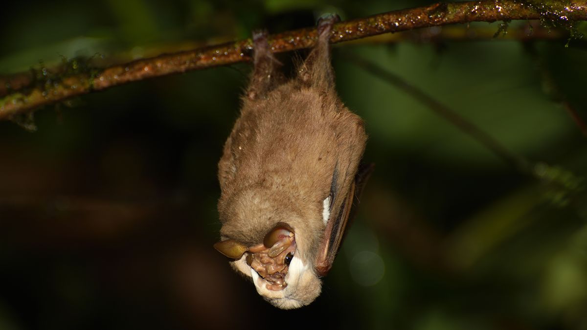 World's ugliest bats sing through 'face masks' made of skin to woo the ...