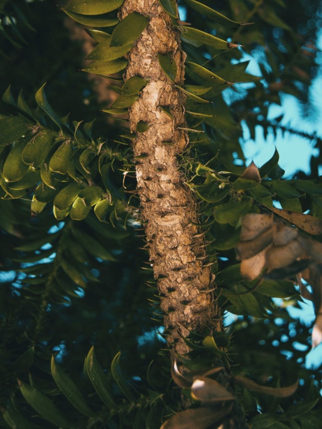 What Is A Bunya Tree: Learn Where And How To Grow A Bunya Tree ...