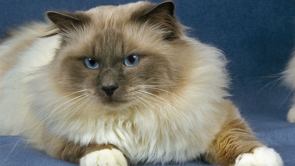 Birman cats: 32 things you didn’t know about this breed | PetsRadar