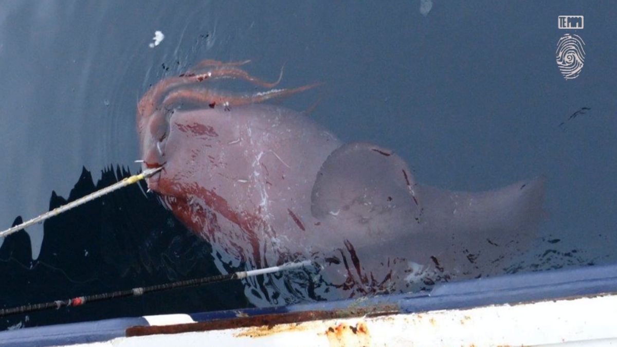 Watch Live! Colossal Squid Undergoes Autopsy | Live Science