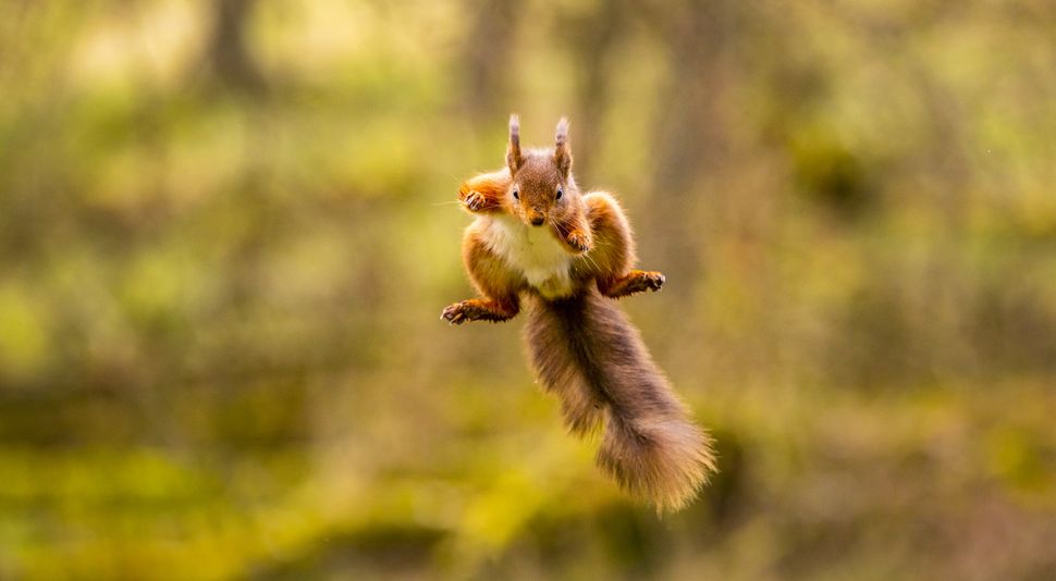 10 pro tips for wildlife pictures: Take amazing red squirrel portraits ...