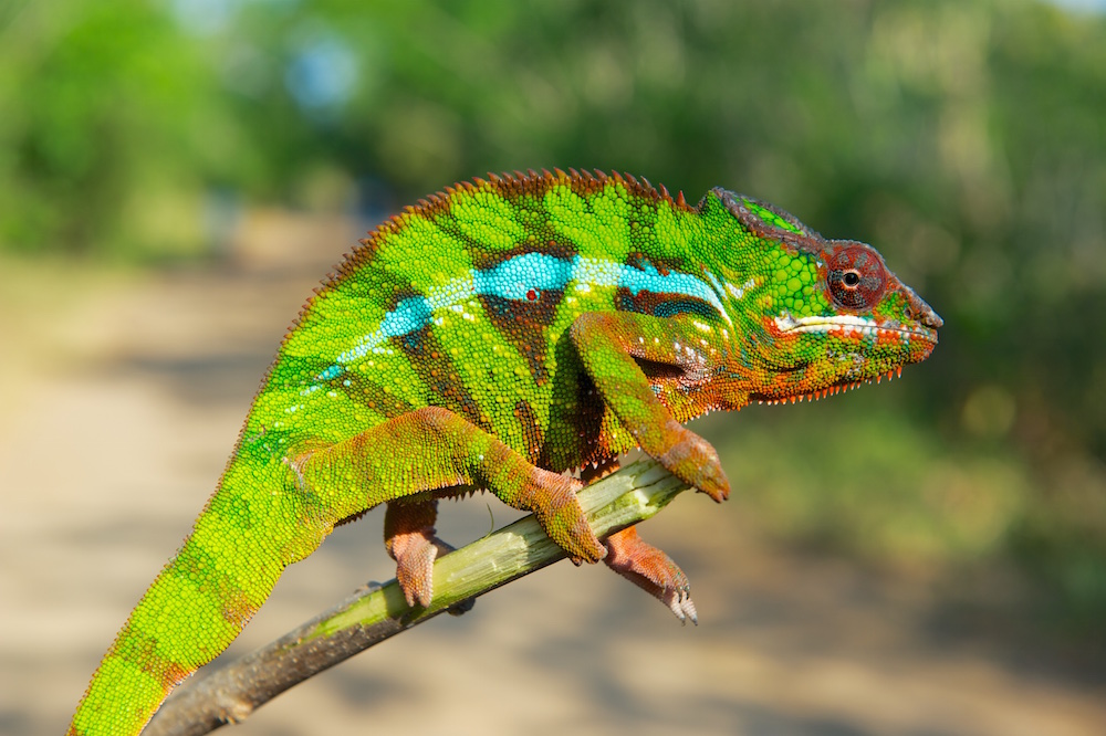 Photos How Chameleons Change Color Live Science
