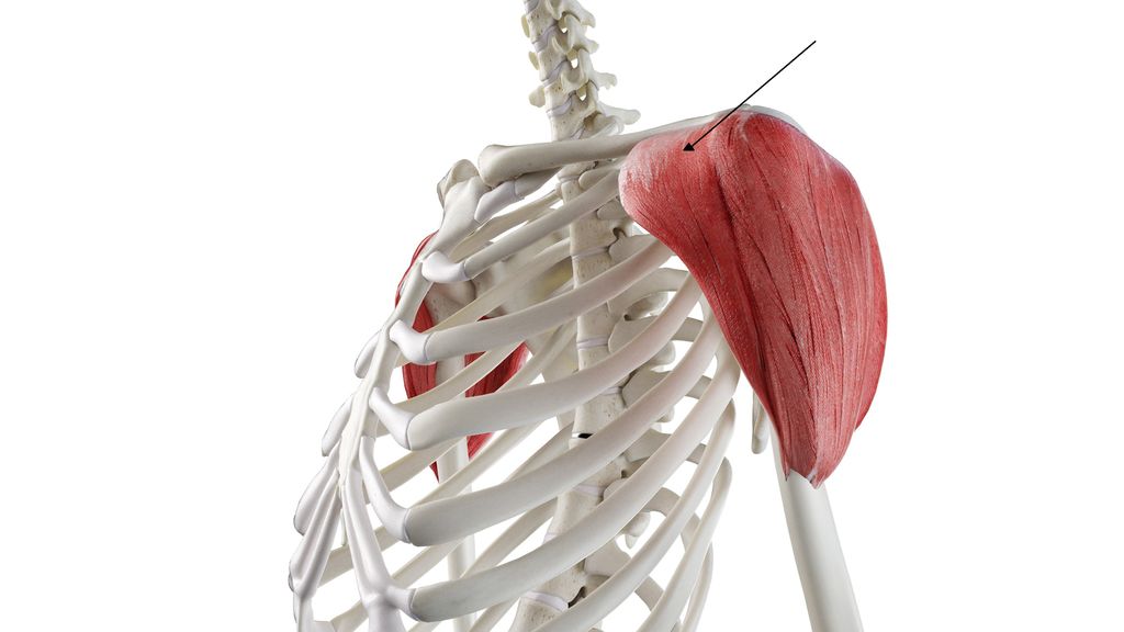 Bench press muscles worked: Here's what happens when you lift that ...