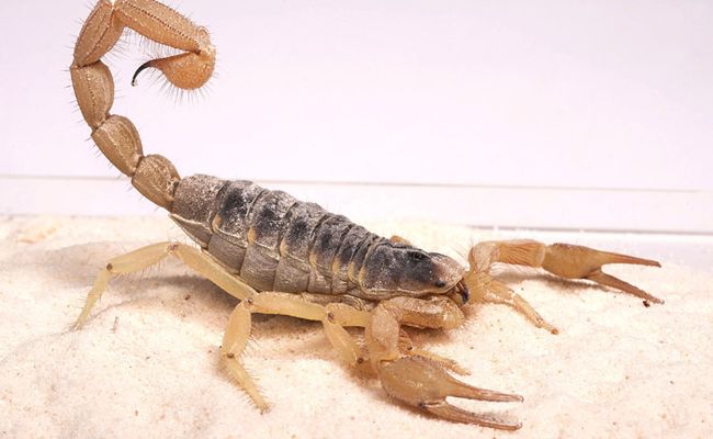 In Photos: The Amazing Arachnids of the World | Live Science