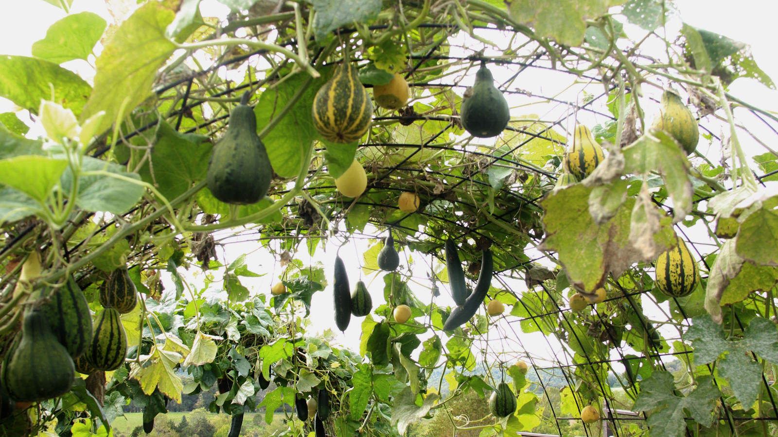 How to grow squash vertically in your vegetable garden