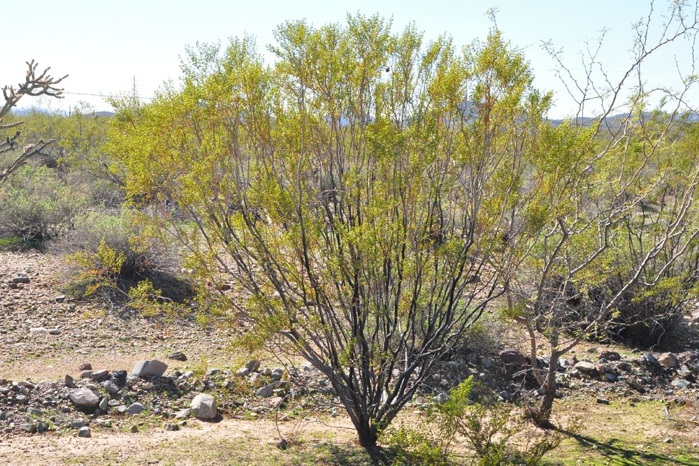 Creosote Bushes Photos | Desert Plants & Flora | Live Science