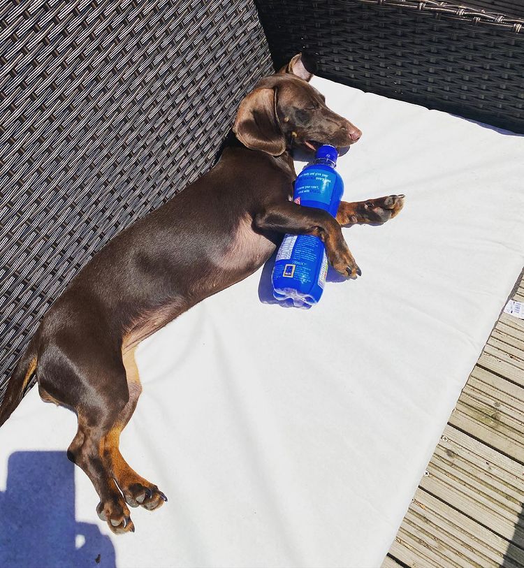 10 dogs in the sun - meet the small fluffy sun worshippers | PetsRadar