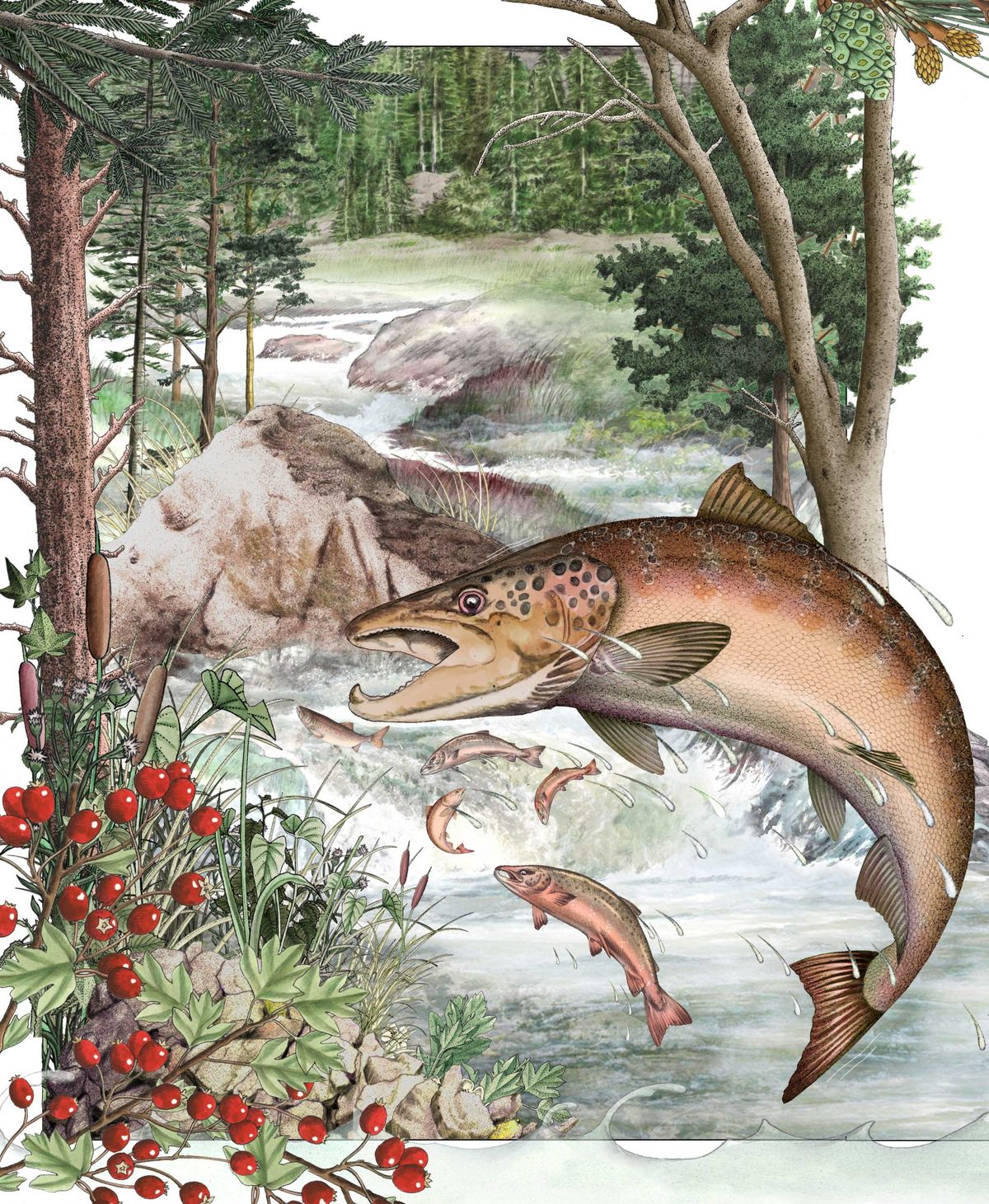 Nature's most dangerous journey? The lifecycle of the salmon | Country Life
