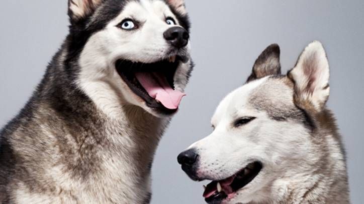 What is your dog’s personality type? New survey reveals all | PetsRadar