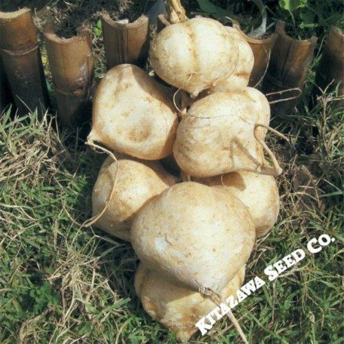 How to grow jicama - expert tips for great harvests | Homes and Gardens