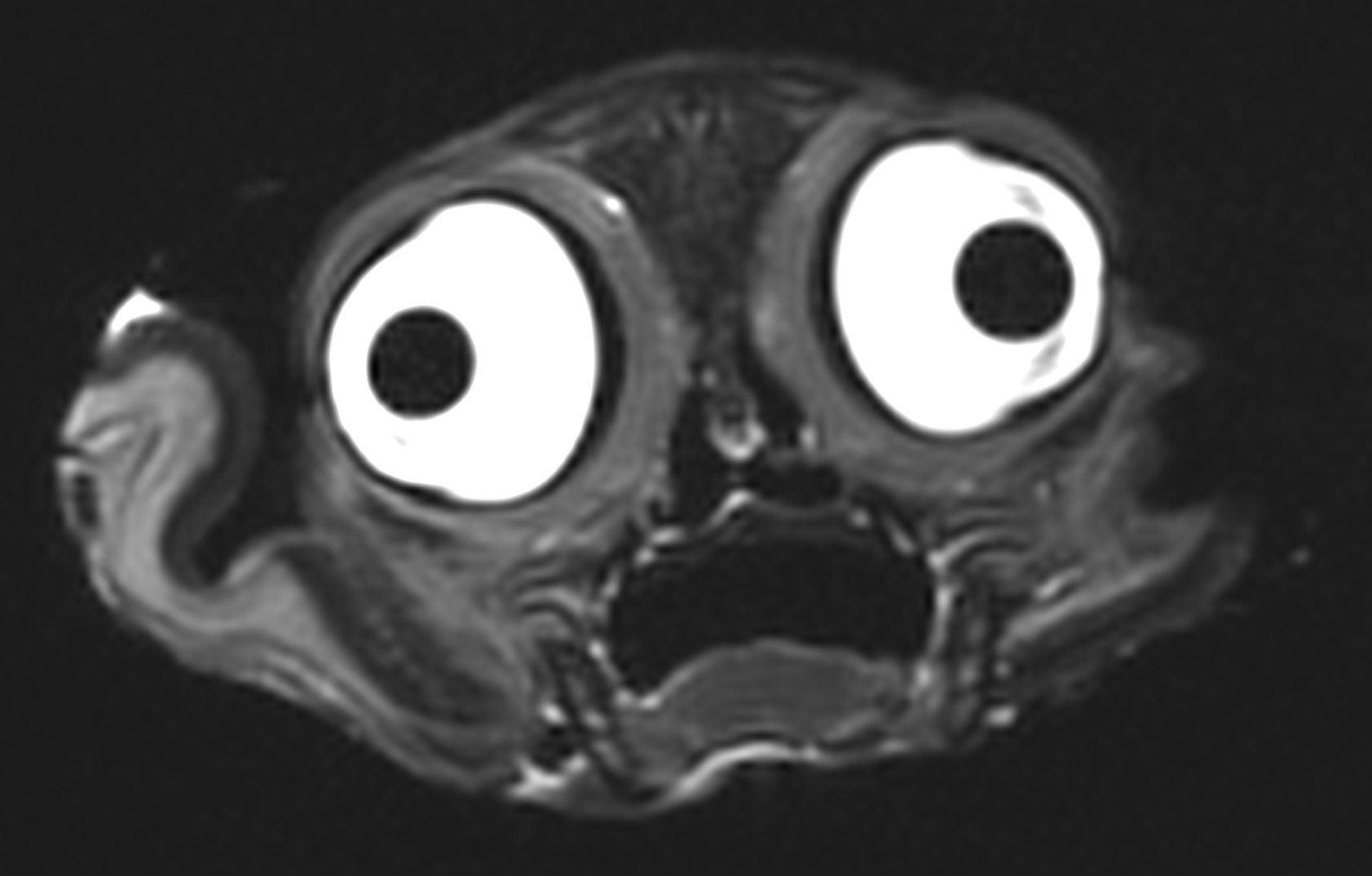 What Creature Made This Face in an MRI Machine? | Live Science