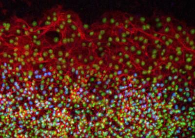 Magnificent Microphotography: 50 Tiny Wonders | Live Science