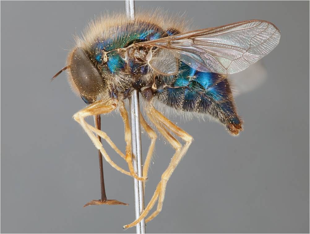 Images of Spider Flies | Parasitic Insects | Spider Parasites | Live ...