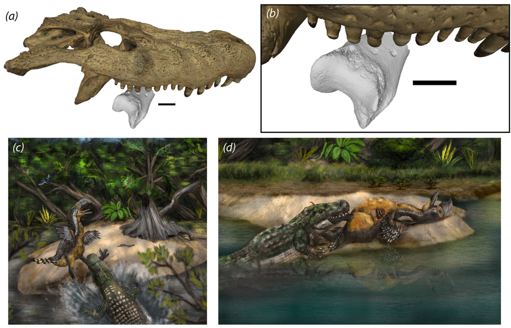 Bite marks reveal giant terror birds were potentially prey for another ...
