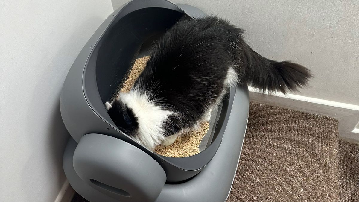Best cat litter boxes 2026: My 6 top picks as a pet writer | PetsRadar