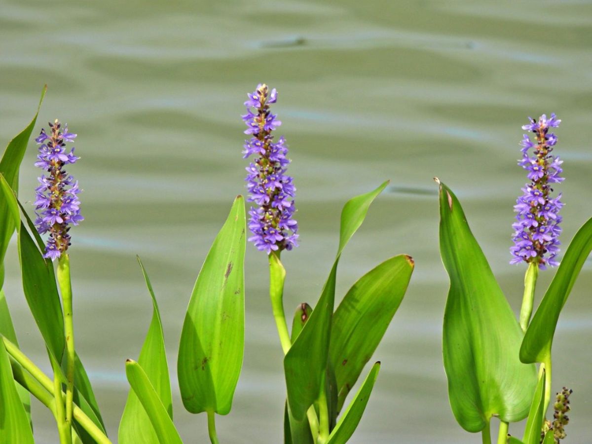 Emergent Water Plants - How To Use Emergent Plants In Water Gardens ...
