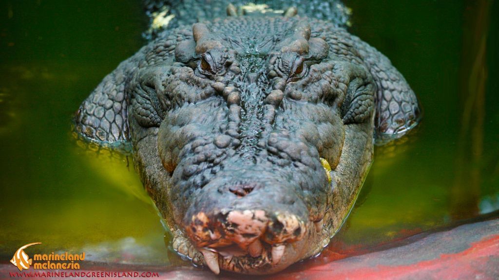 Scientists to read Cassius the giant crocodile's bones to find out exactly how old he was when ...