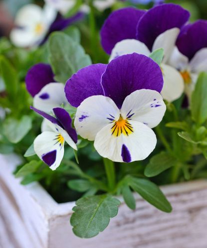 Spring flowers for pots: 12 options for seasonal containers | Homes and ...