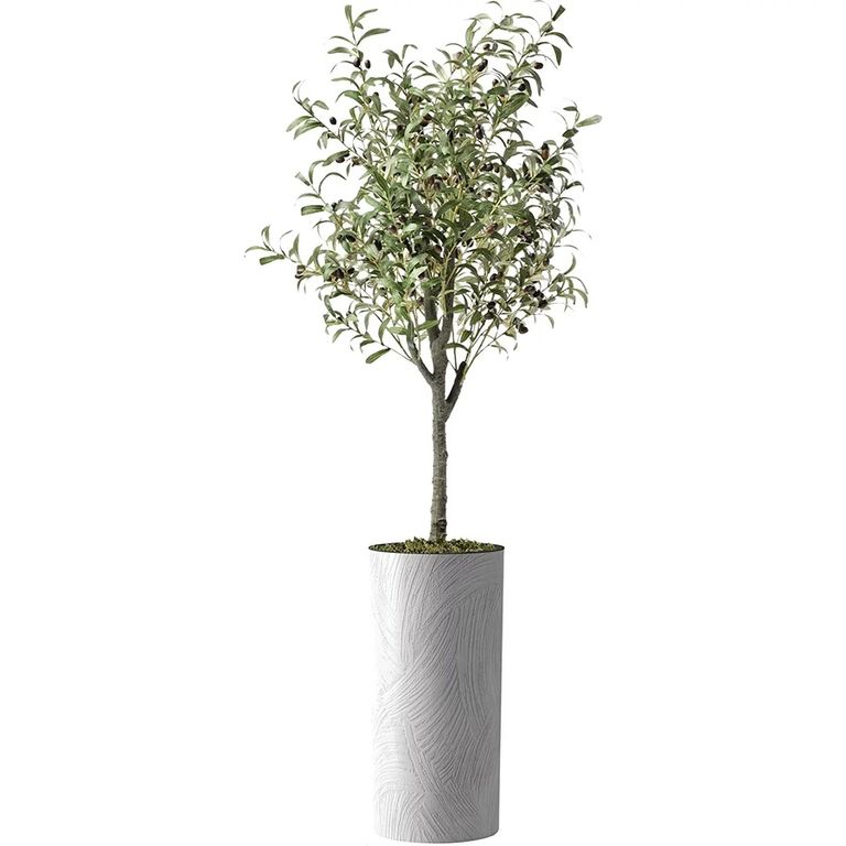 This Sell-Out Olive Tree From Costco has Gone Viral | Livingetc