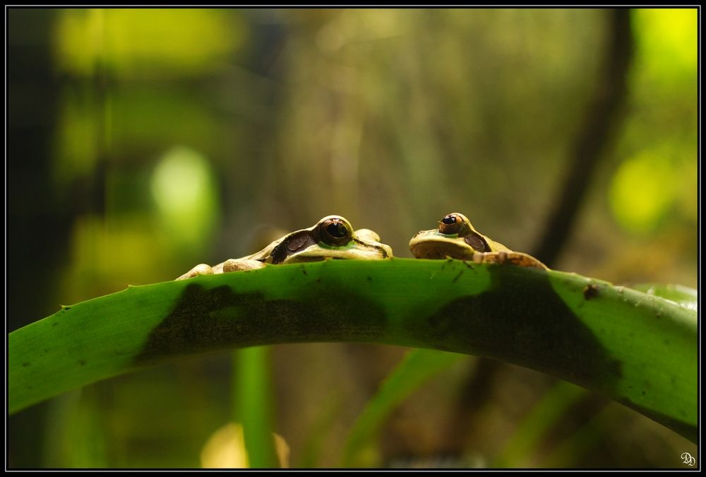 Skin Shedders: A Gallery of Creatures That Molt | Live Science