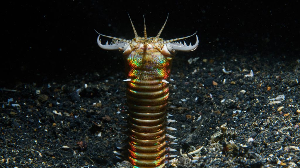 Sand striker: The glittering 'bobbit' worm that chops fish in half with ...
