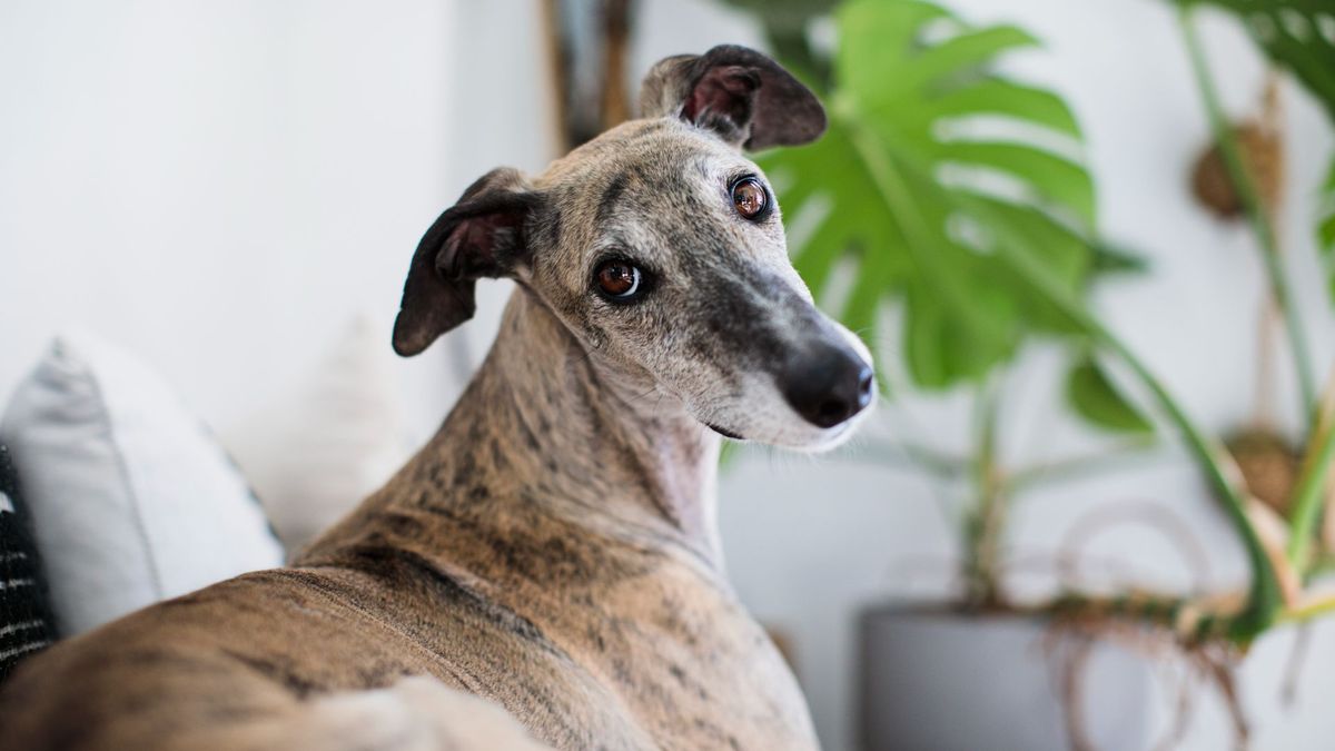 Hound dog breeds: 19 varieties and breed information | PetsRadar