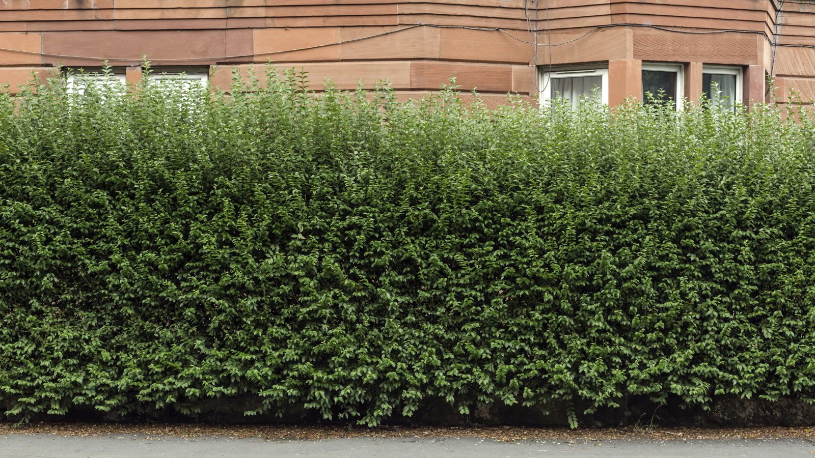 How to cut an overgrown hedge - a guide to proper pruning | Homes & Gardens