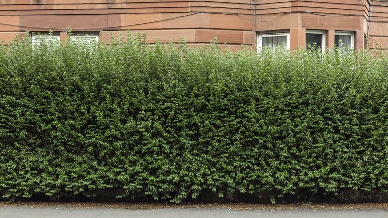 Tips for when and how to prune barberry shrubs | Homes & Gardens