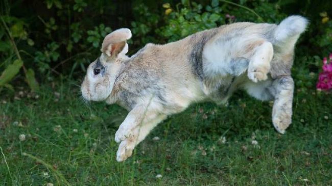 Bunny binkies: Why rabbits binky and how to encourage it | PetsRadar
