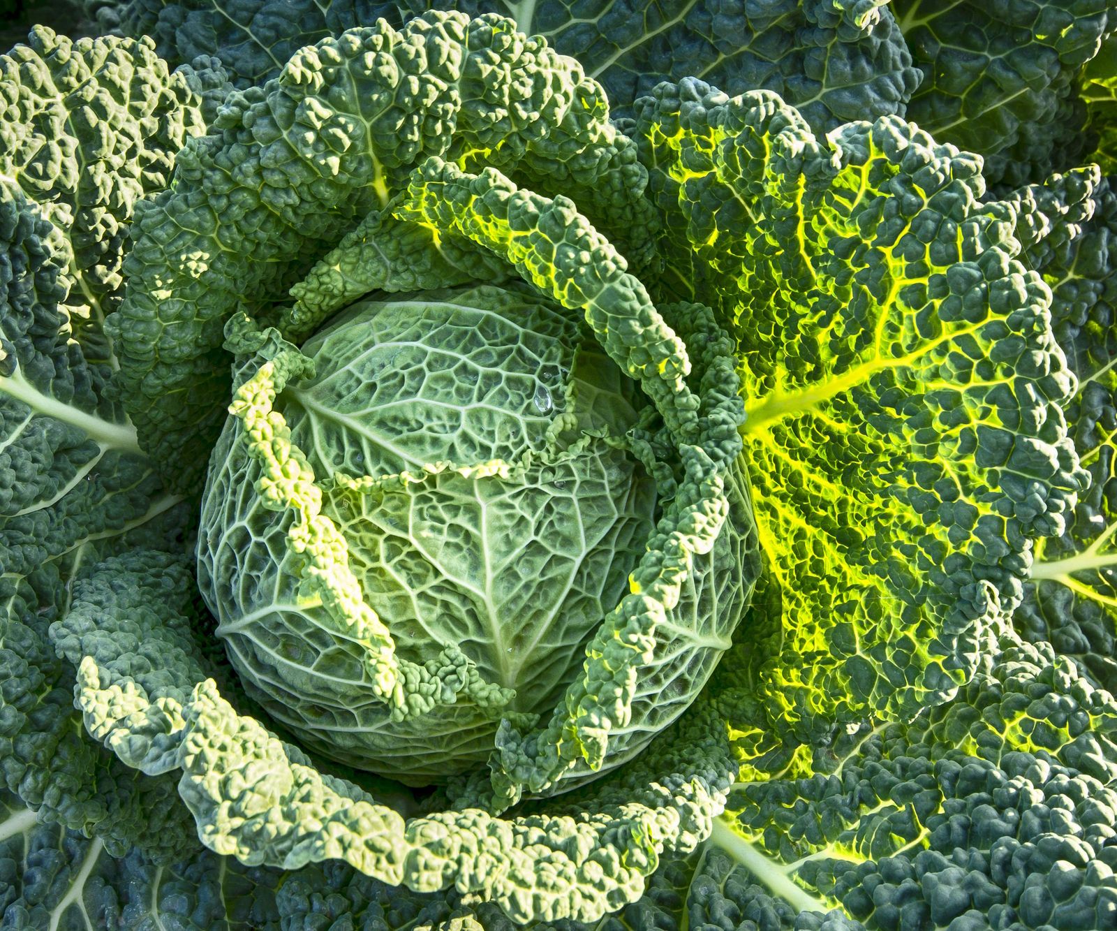 When to harvest cabbages growing throughout the seasons | Homes and Gardens