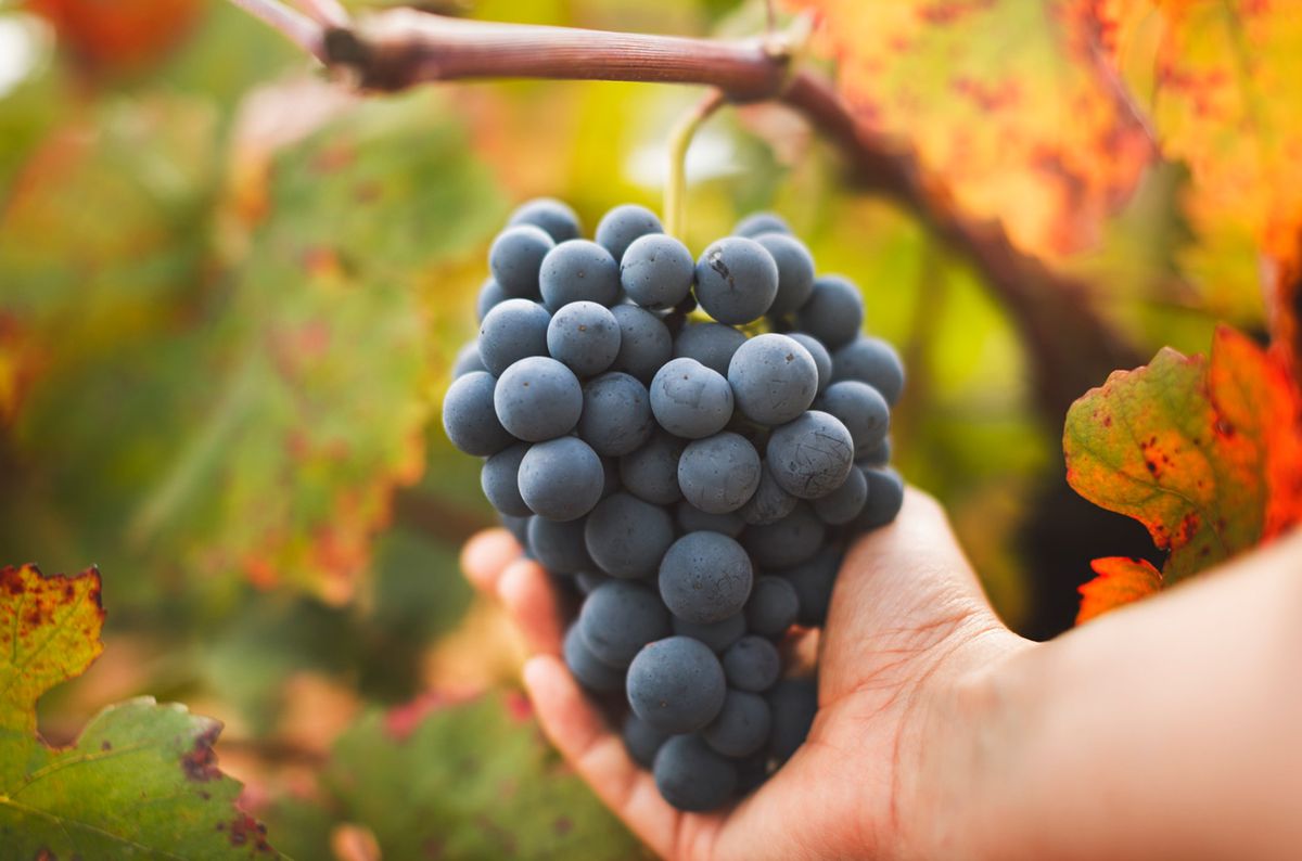 Utiel-Requena: Unique wines from unique varieties | Decanter