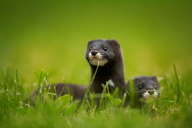 Facts About Minks | Live Science