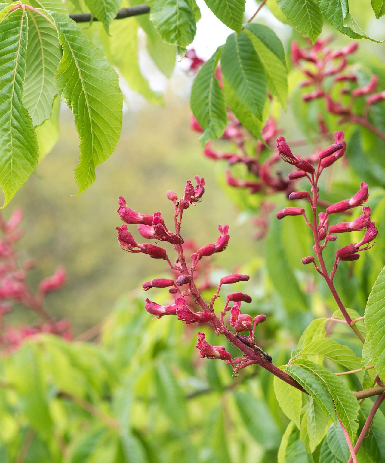 Trees that attract hummingbirds: 8 flowering choices | Homes and Gardens