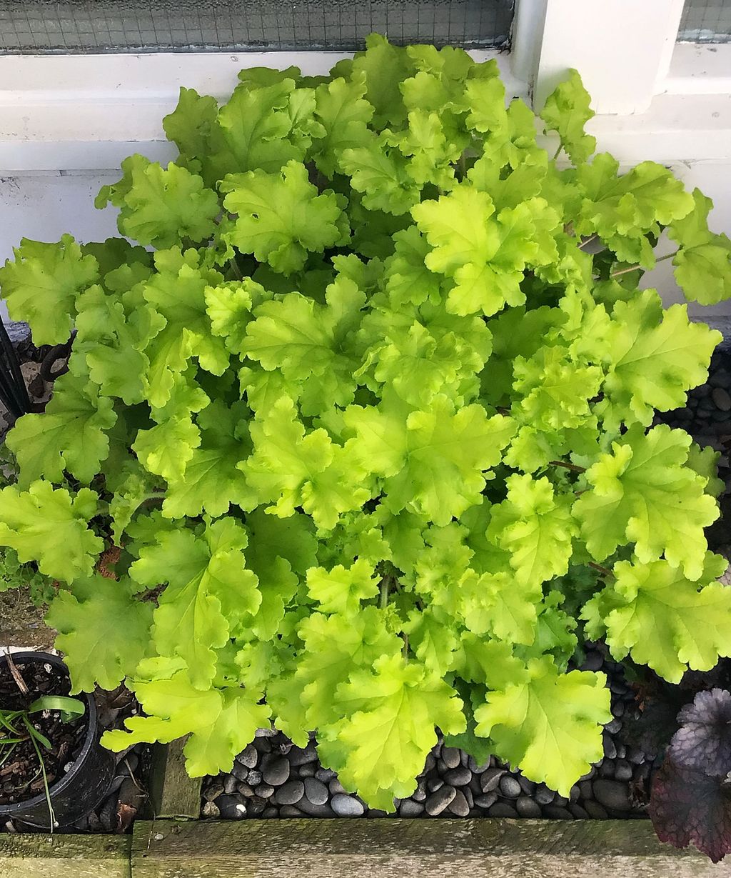 Heuchera varieties: 15 coral bells for foliage and flowers | Homes and ...