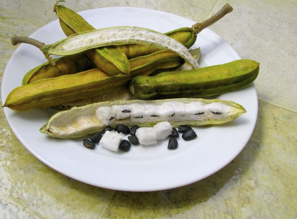 Ice Cream Bean Tree Care - How To Grow An Ice Cream Bean Tree ... Ice Cream Bean Tree Care - How To Grow An Ice Cream Bean Tree ...
