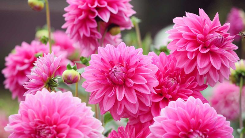 Articles by Holly Crossley, Contributing Editor | Homes and Gardens