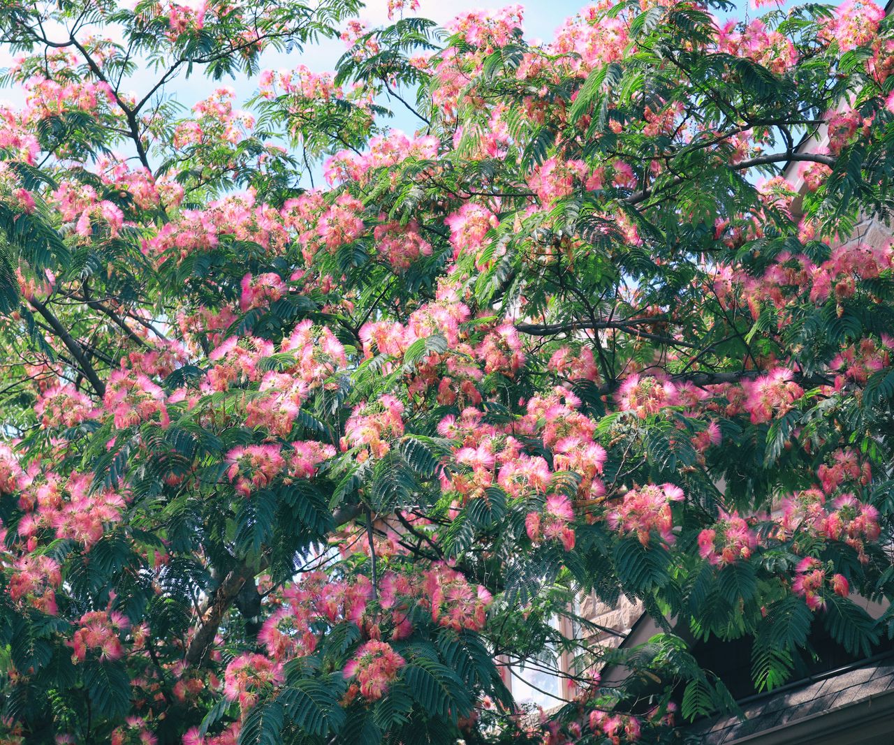 Trees to avoid planting close to a house: 8 varieties | Homes and Gardens