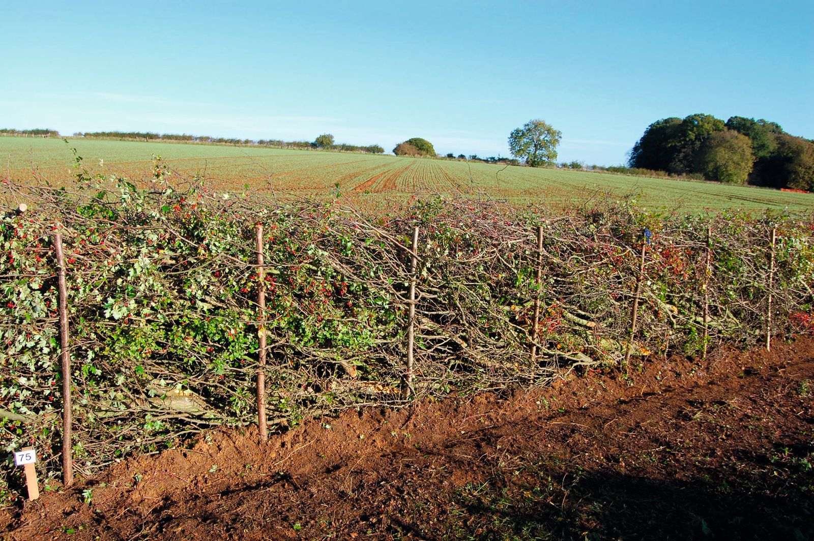 Living on the hedge: The art of hedgelaying | Country Life