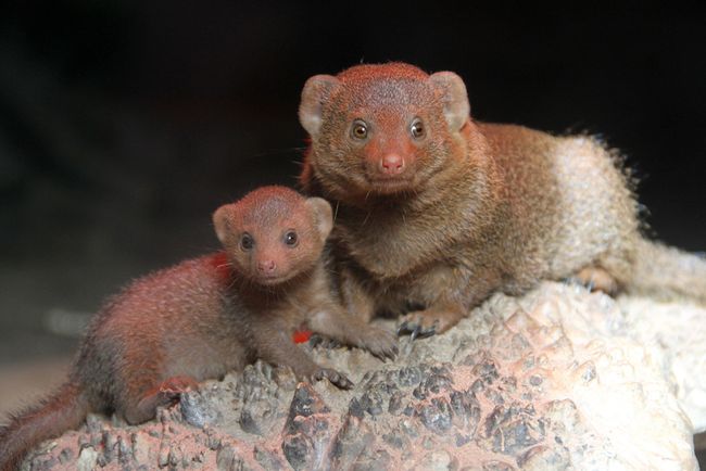 Mongoose Facts | Live Science