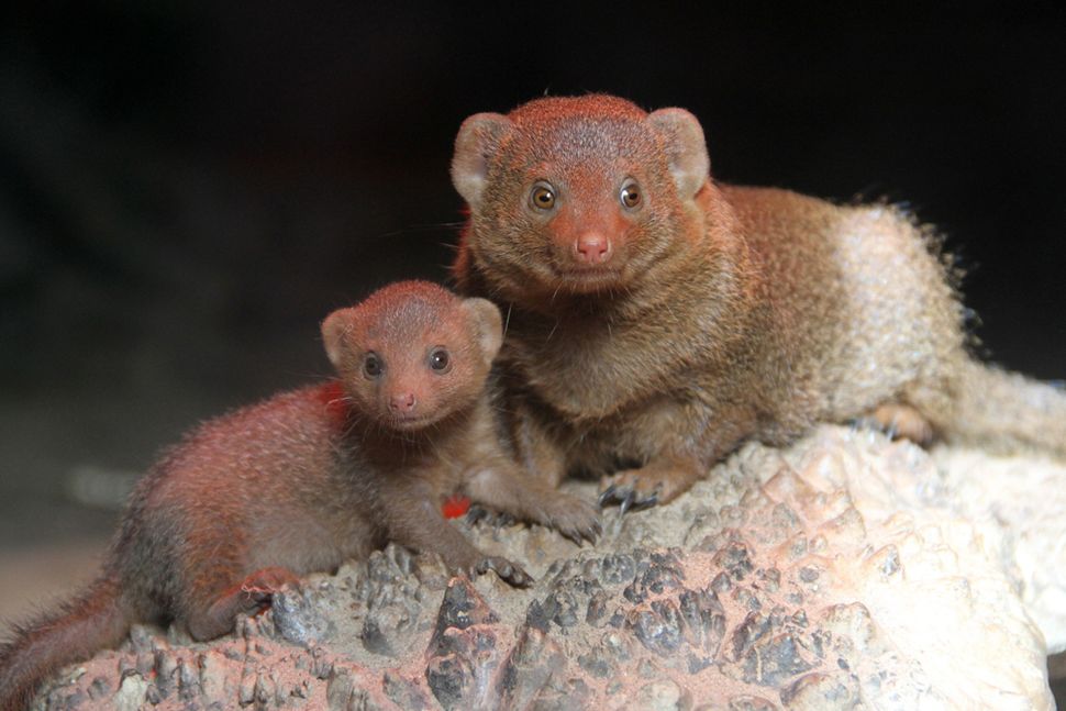 Mongoose Facts | Live Science