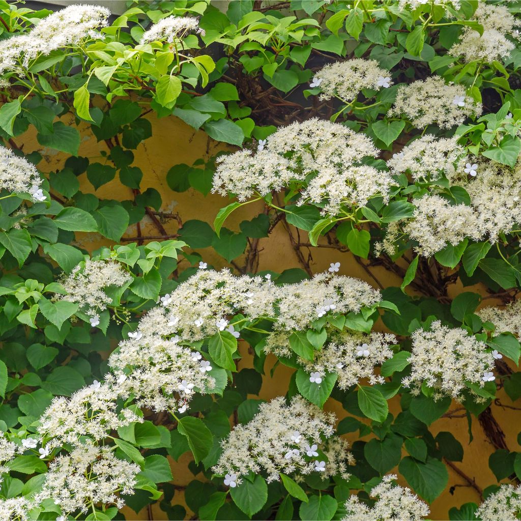 How to grow climbing hydrangeas for years of beautiful blooms | Ideal Home