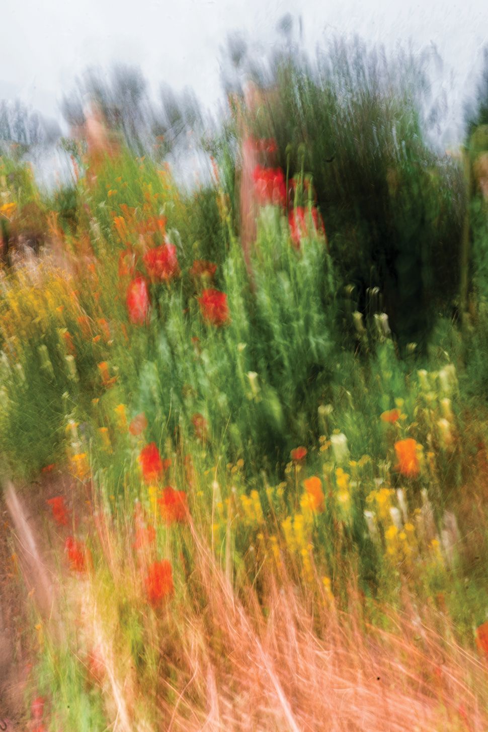 ICM photography: How I use Intentional Camera Movement to bring scenes ...