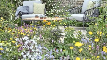 How to pinch out cosmos and get more flowers from your plants | Homes ...