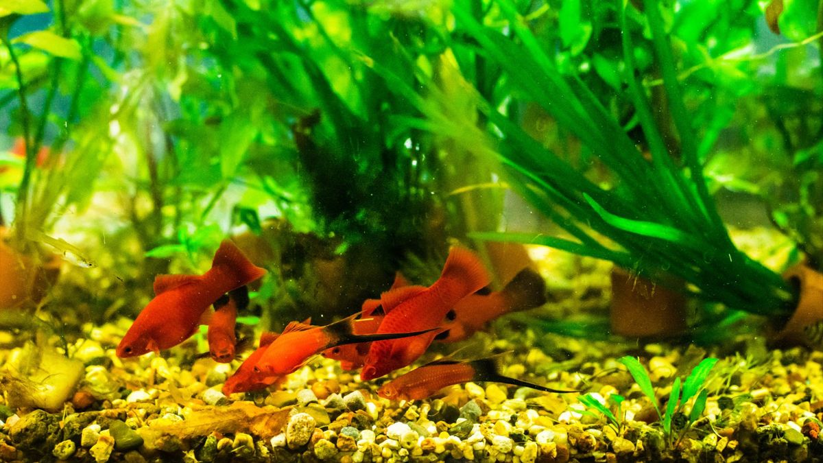 32 best types of fish for first-time owners | PetsRadar