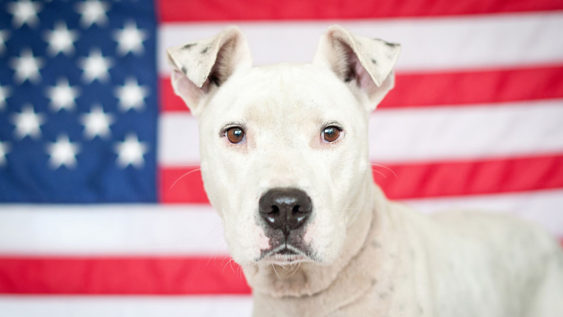 32 super cool dog breeds from the United States | PetsRadar
