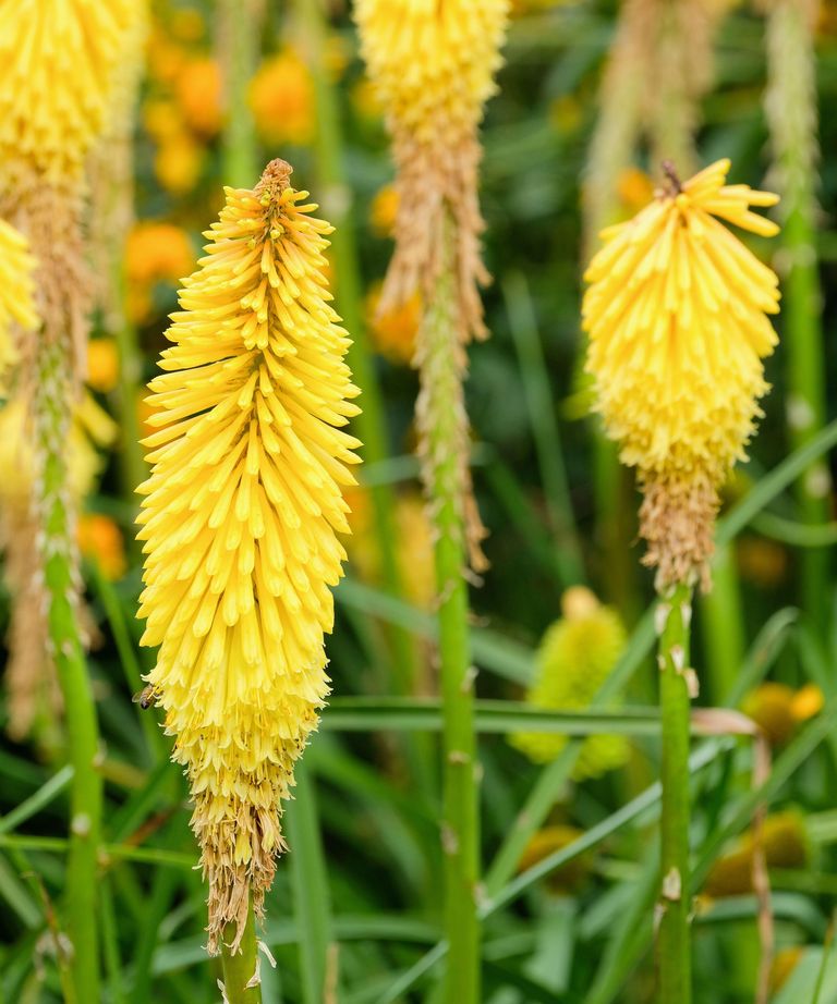 Red hot poker varieties: 16 types for sizzling summer color | Homes and ...